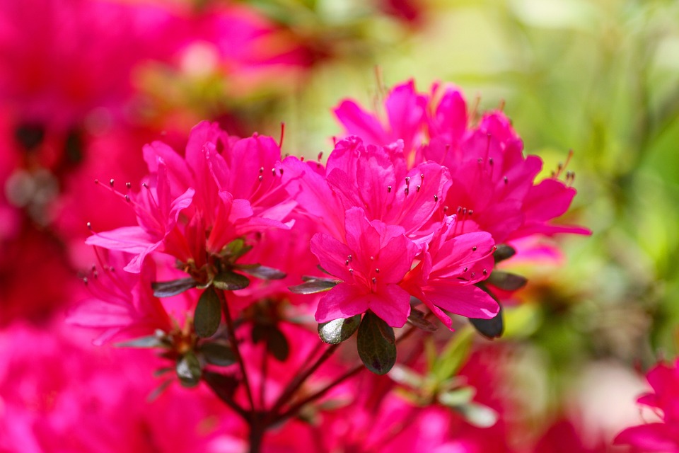 Azalea Bunga-Bunga Bloom - Foto gratis di Pixabay - Pixabay