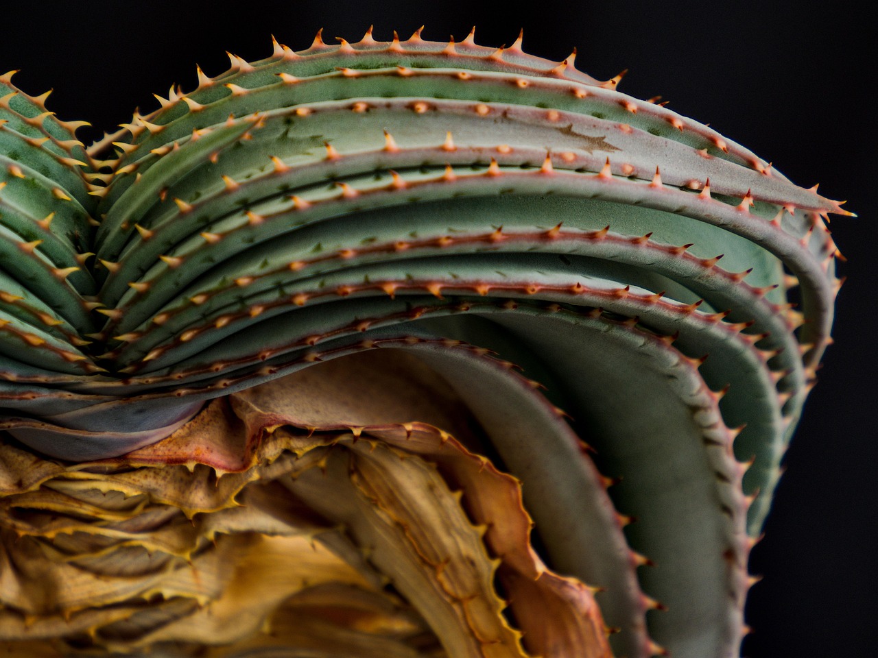 Succulent Aloe Teeth - Free photo on Pixabay - Pixabay