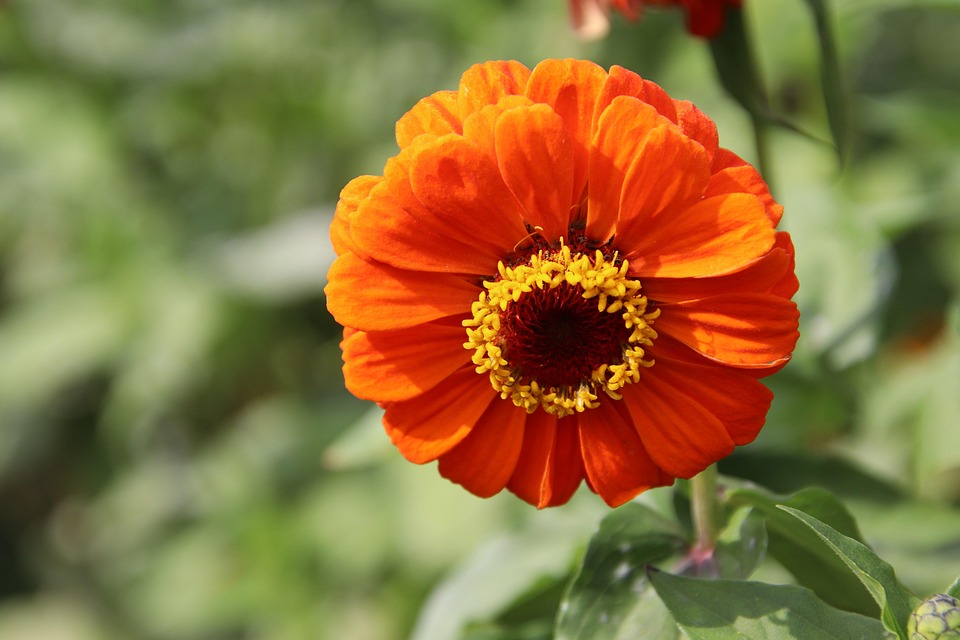 Zinnia Elegans Fleur - Photo gratuite sur Pixabay - Pixabay
