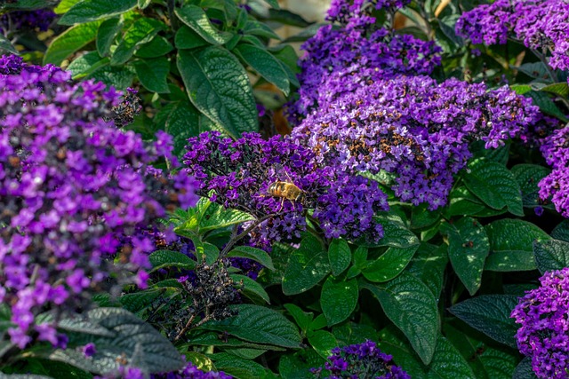 Heliotrope And Puce