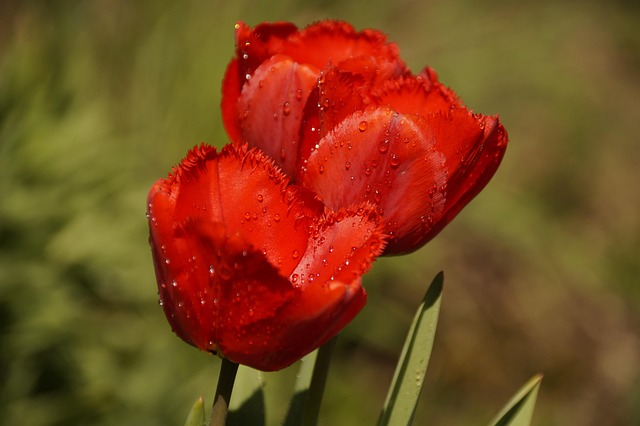 Tulip Bunga-Bunga Embun - Foto gratis di Pixabay - Pixabay