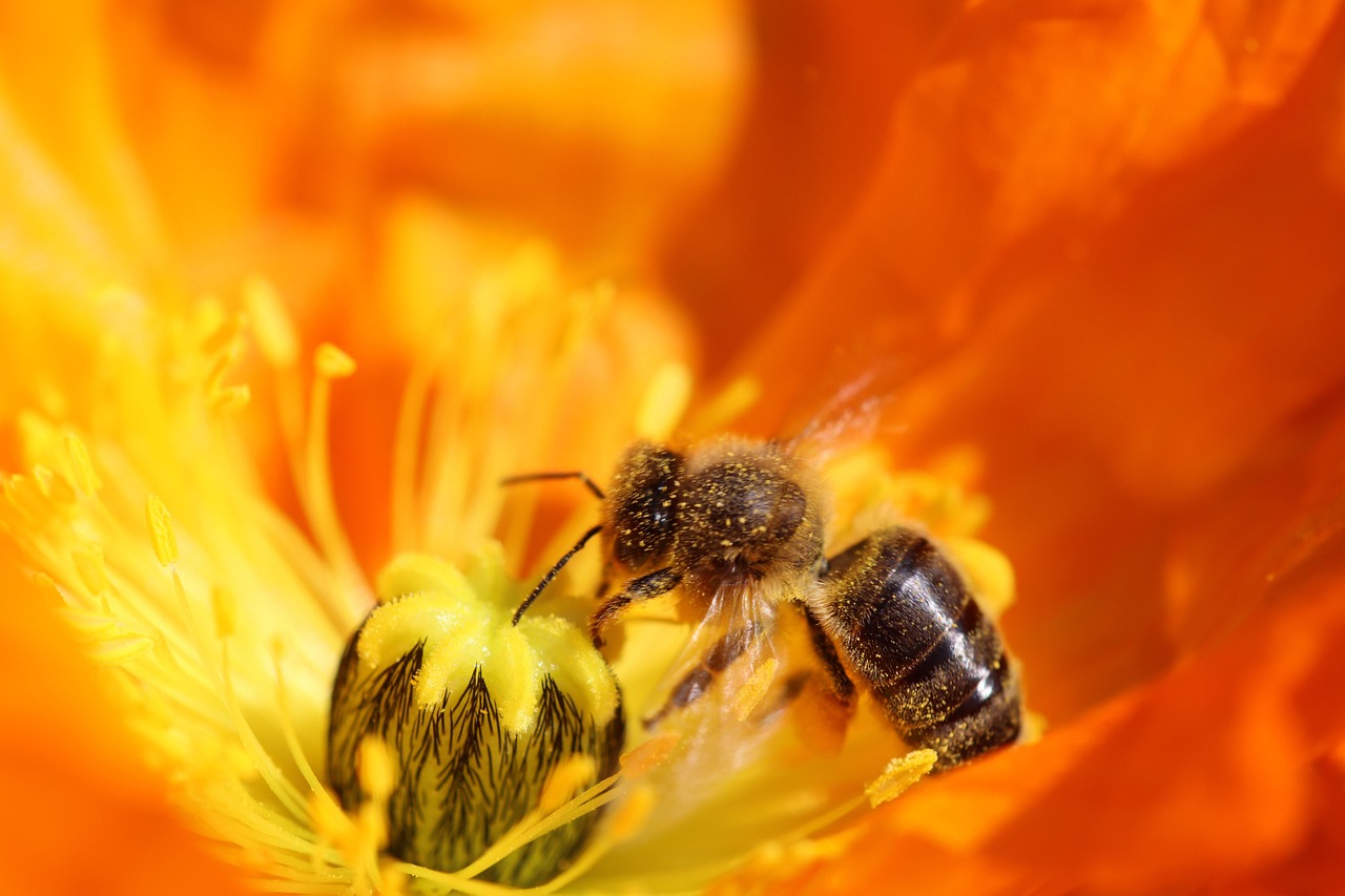 Amapola Abeja Arbusto - Foto gratis en Pixabay