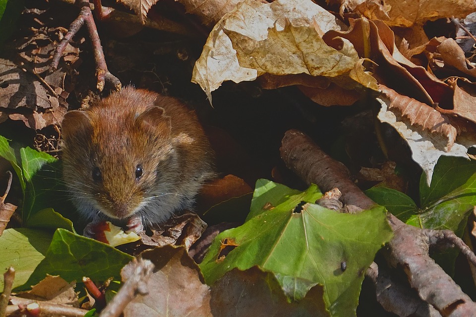 Wood Mouse Animal Eating - Free photo on Pixabay - Pixabay