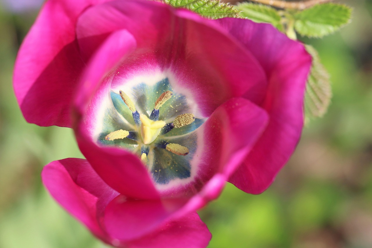 Tulipa Flor Primavera Flores Da - Foto gratuita no Pixabay - Pixabay