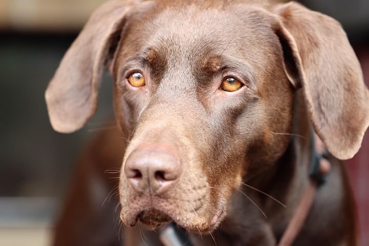 4+ Free Vizslador & Dog Images - Pixabay