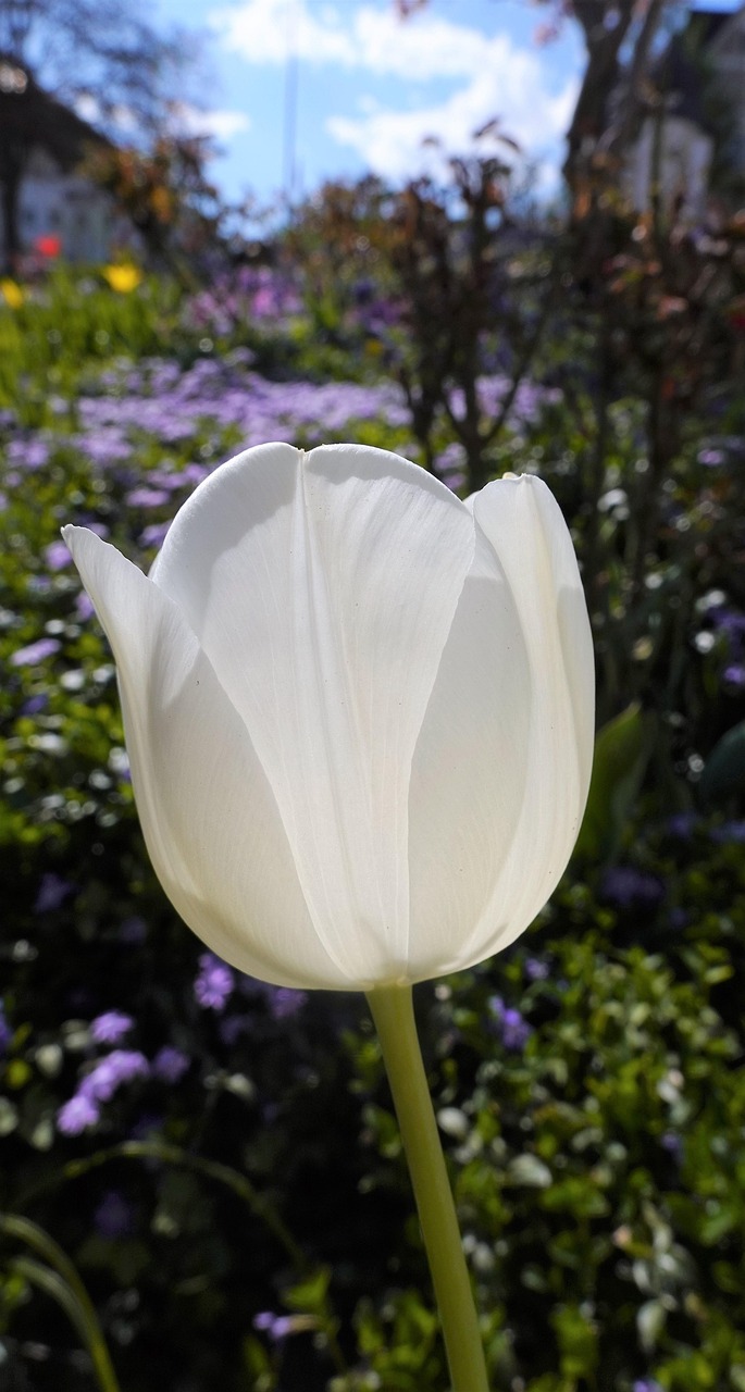 Tulipe Blanche Le - Photo gratuite sur Pixabay - Pixabay