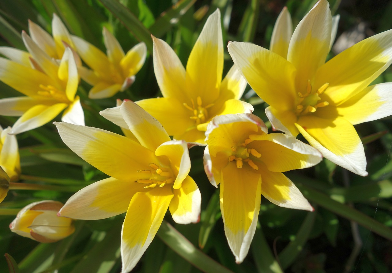 Tulipas Flores Plantas - Foto gratuita no Pixabay - Pixabay