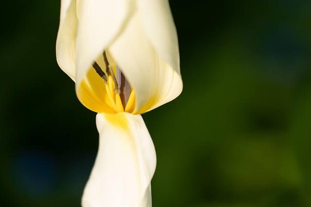Bunga Tulp Mekar Tulip - Foto gratis di Pixabay - Pixabay