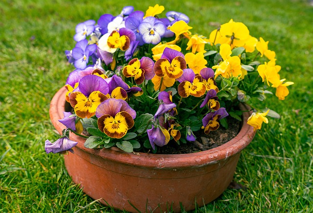 Flower Pot Plant Potted - Free photo on Pixabay - Pixabay