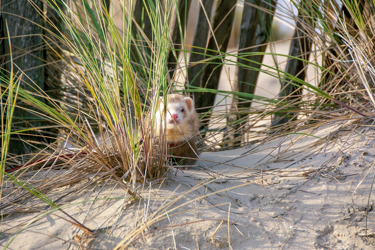 100+ Free Ferret & Nature Images - Pixabay