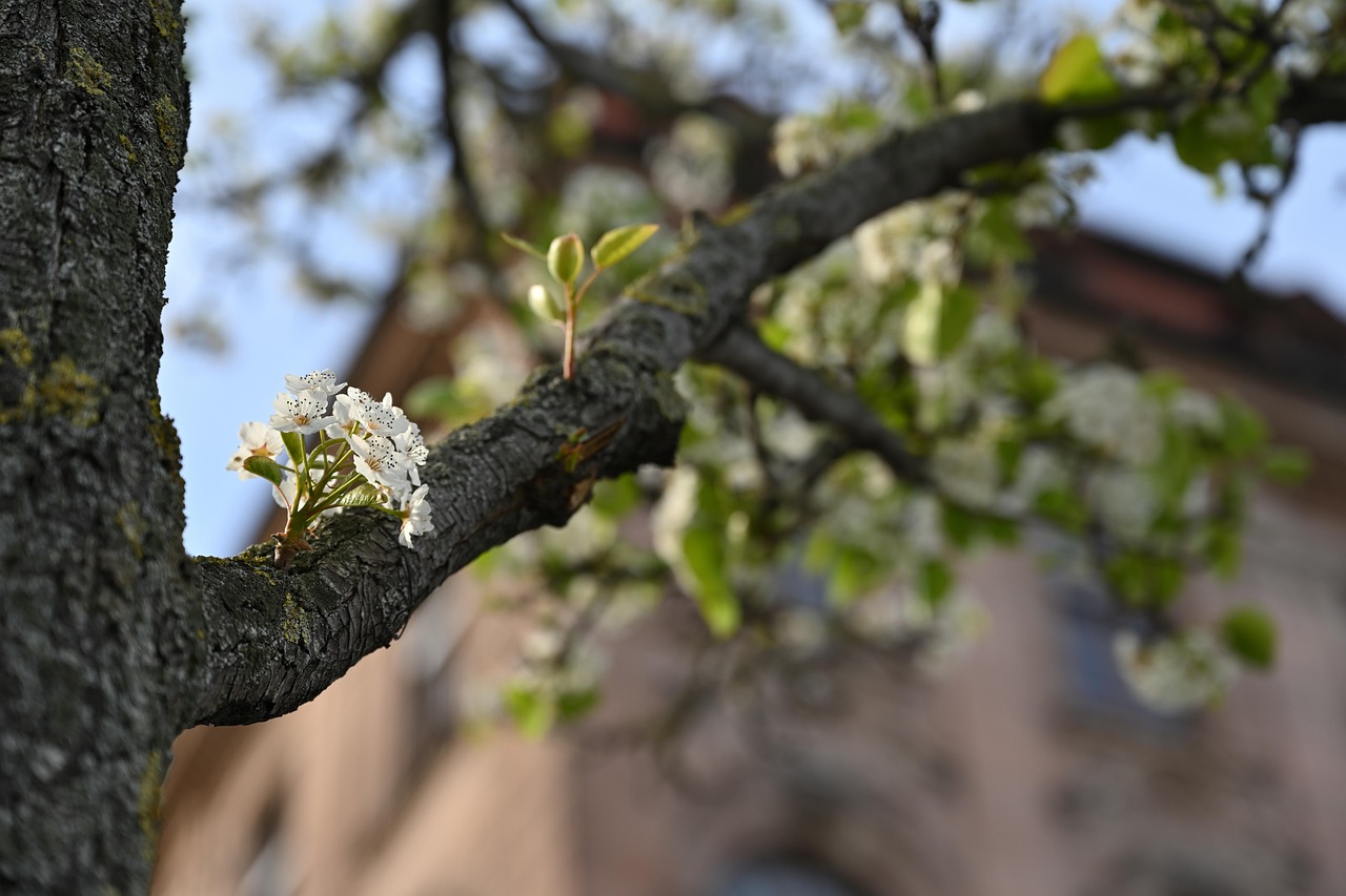 Fleur Branche Le Printemps Fleurs - Photo gratuite sur Pixabay - Pixabay