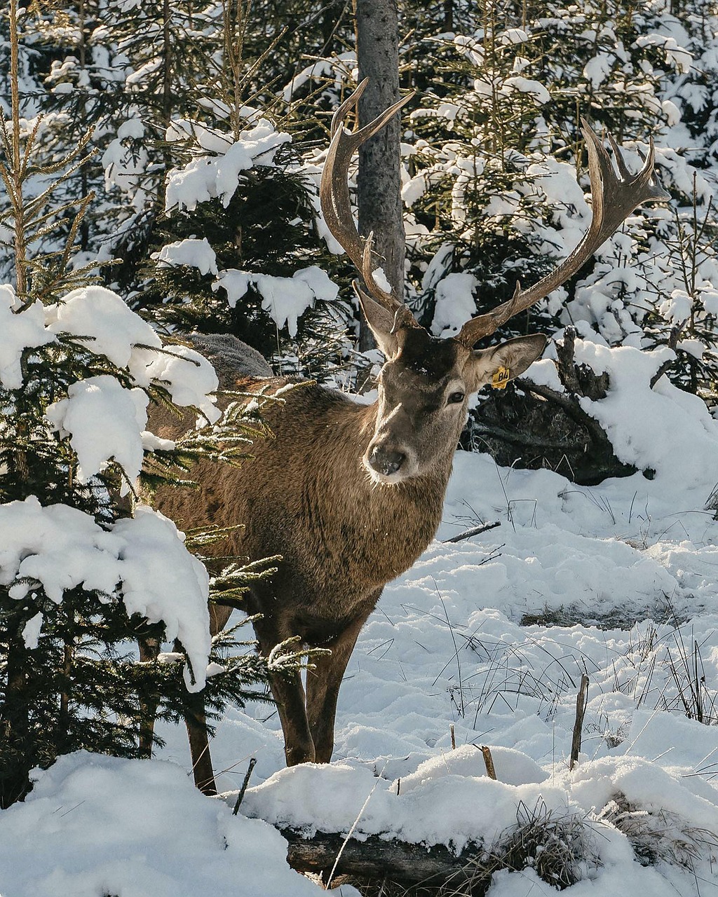 Animaux Cerf Sauvage Des - Photo gratuite sur Pixabay - Pixabay