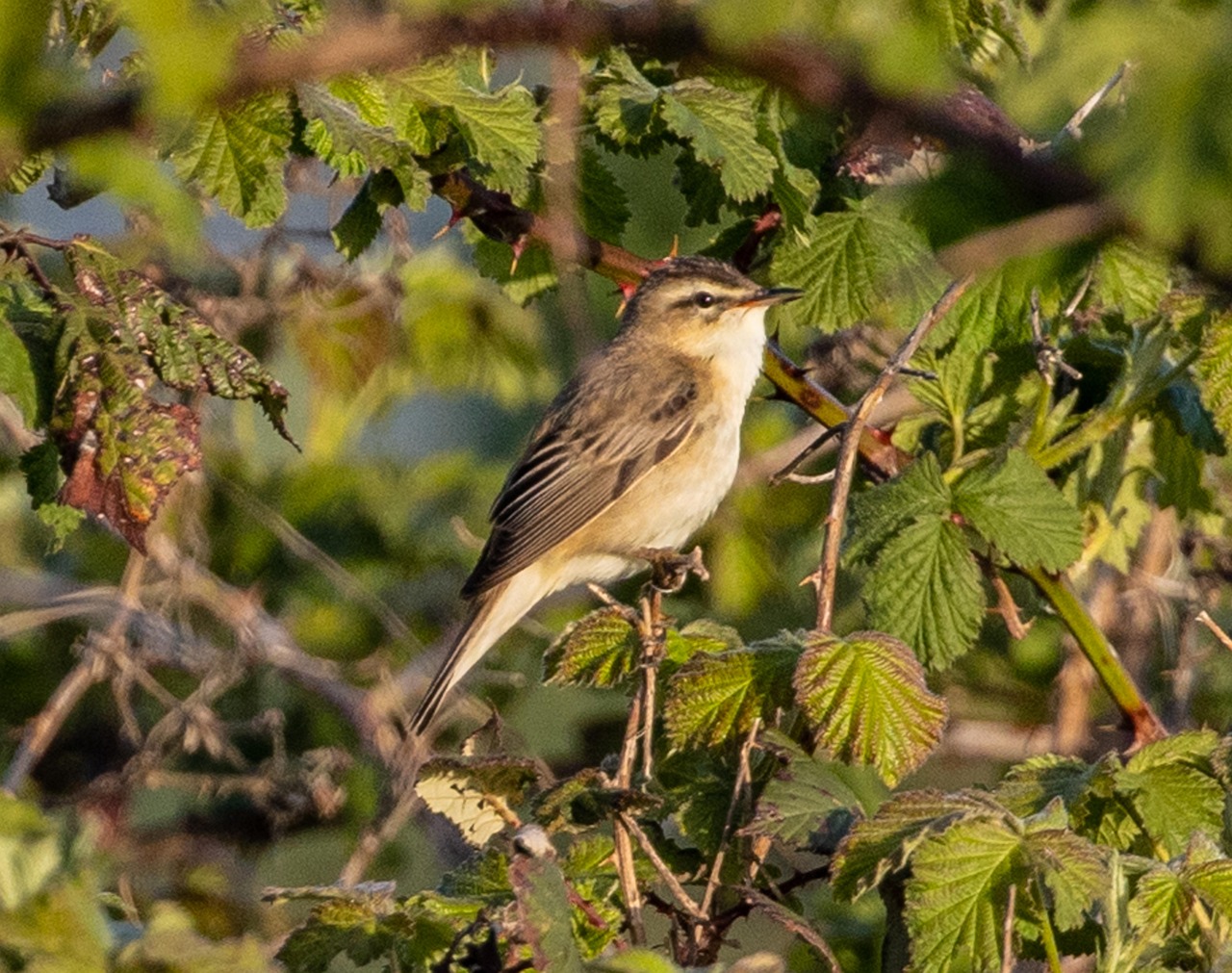 Sedge Warbler Old World - Free photo on Pixabay