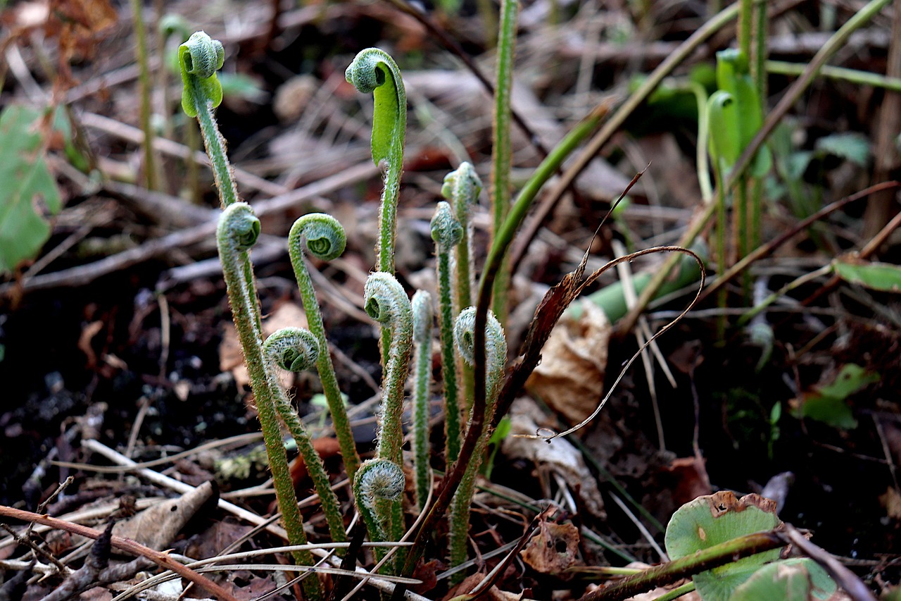 50+ Free Fiddlehead Ferns & Fiddlehead Images - Pixabay