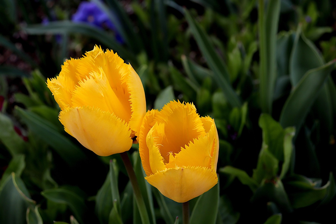 Tulipas Flores Plantas - Foto gratuita no Pixabay - Pixabay