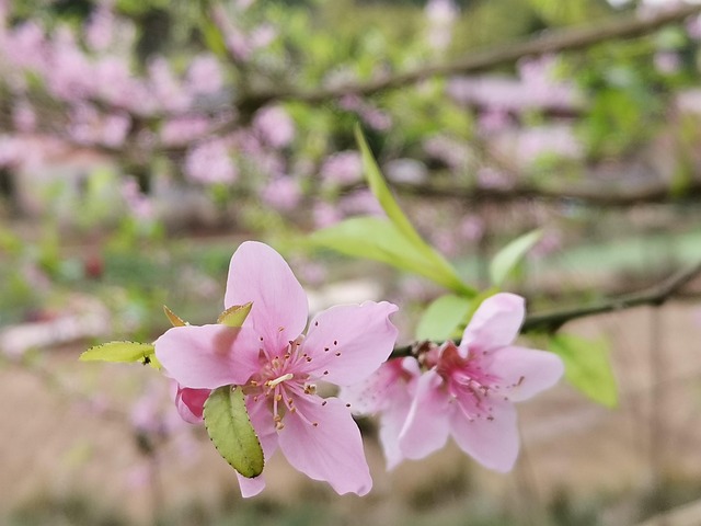 Fleur De La Pêche Printemps - Photo gratuite sur Pixabay - Pixabay