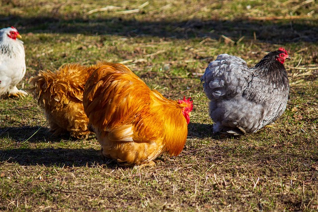 Hens Chickens Poultry - Free photo on Pixabay - Pixabay