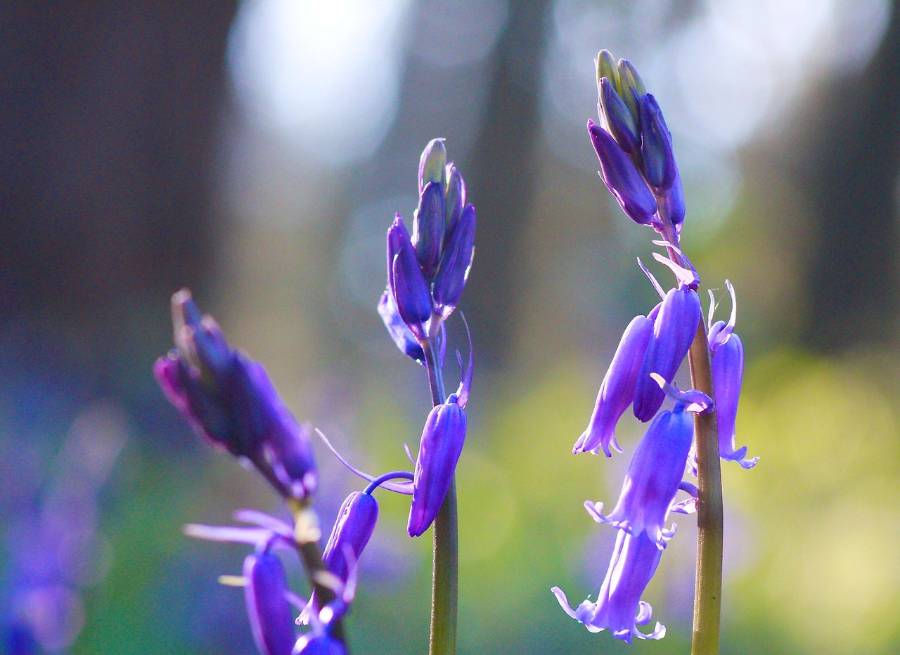 Jacinthe Des Bois Forêt Le - Photo gratuite sur Pixabay