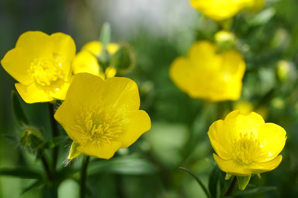 Buttercup Flowers Yellow - Free photo on Pixabay