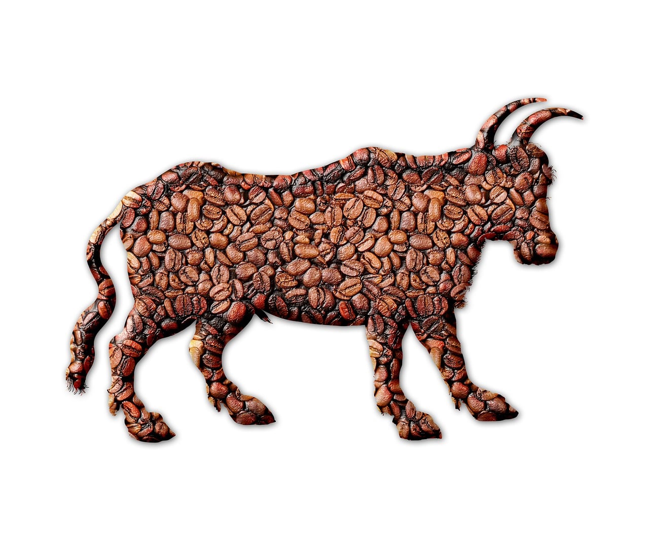 Cow Bull Coffee Beans - Free image on Pixabay