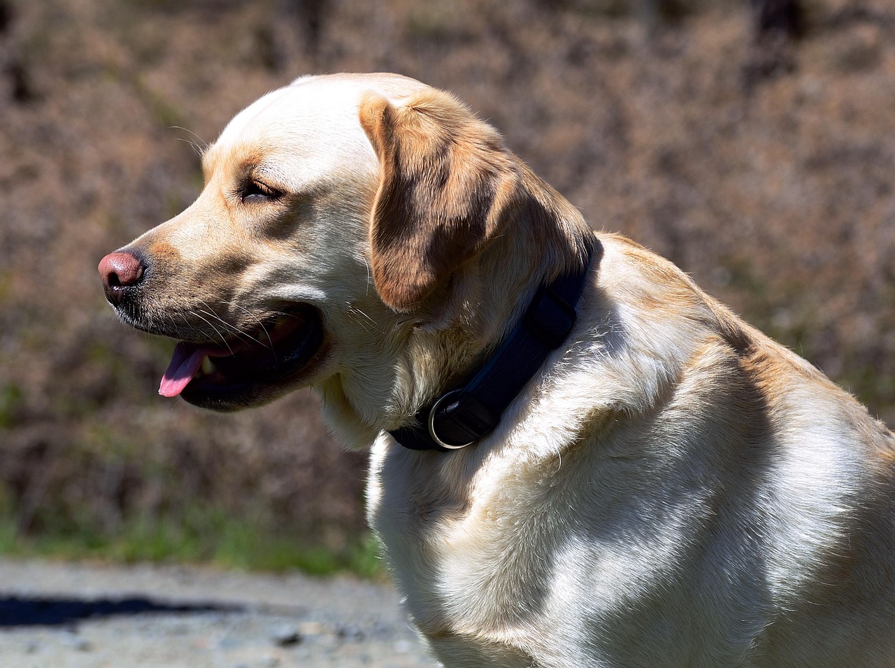 Golden Retriever Chien Animal De - Photo gratuite sur Pixabay - Pixabay