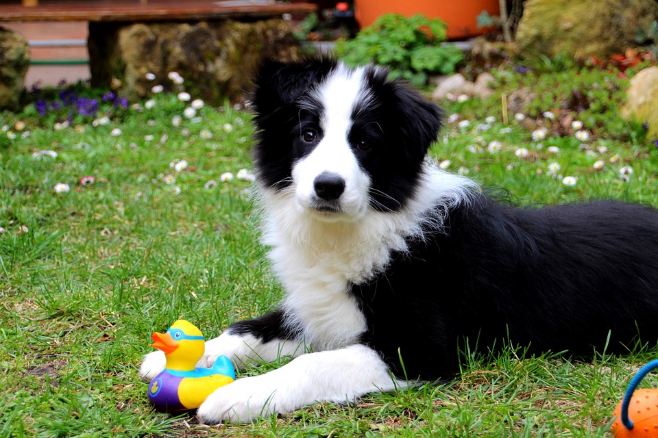 Dog Puppy White Small - Free photo on Pixabay