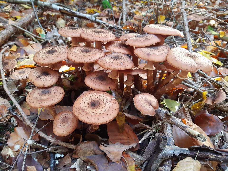 Mushrooms Fall Nature Forest - Free photo on Pixabay