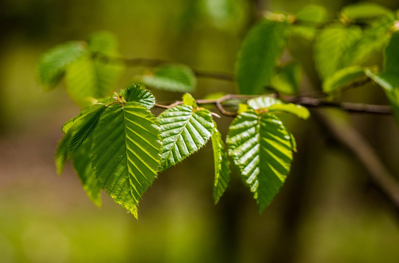 Feuilles Arbre Feuillage - Photo gratuite sur Pixabay - Pixabay