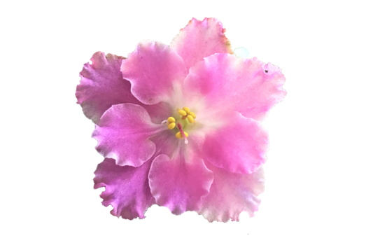 Plus de 7 images de Fiołkowate et de Violet - Pixabay