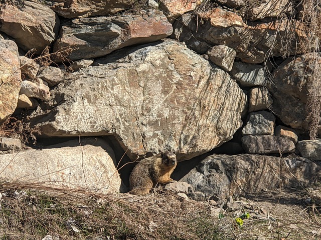 Marmot Rocks Spring - Free photo on Pixabay - Pixabay