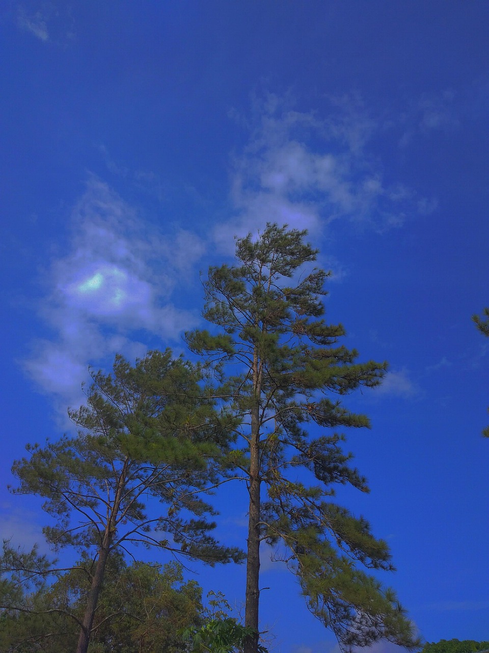 Natureza Pinheiro Árvore - Foto gratuita no Pixabay - Pixabay