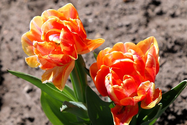 Tulpaner Blommor Kronblad - Gratis foto på Pixabay