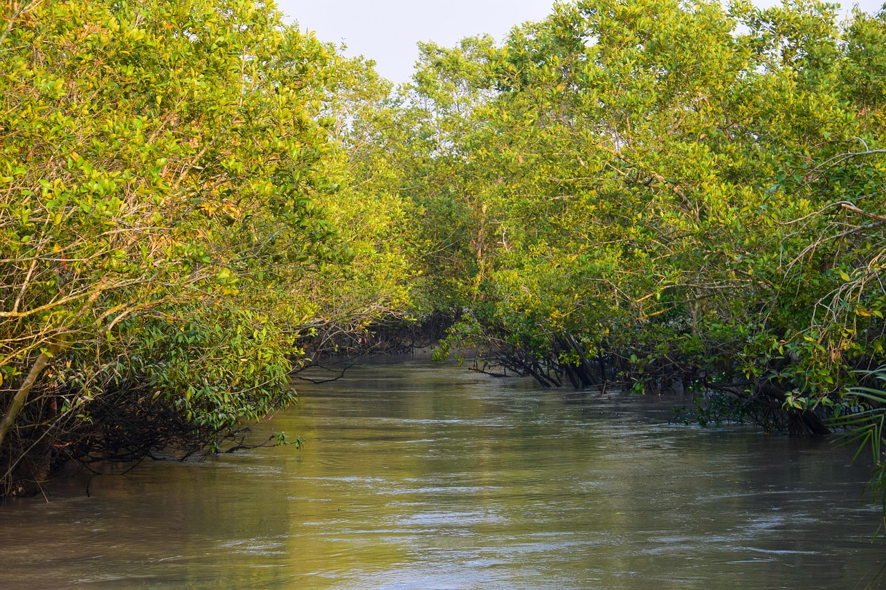 50+ Free Sundarban & India Images - Pixabay