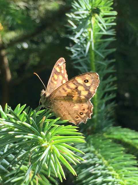 Papillon Forêt Nature - Photo gratuite sur Pixabay - Pixabay