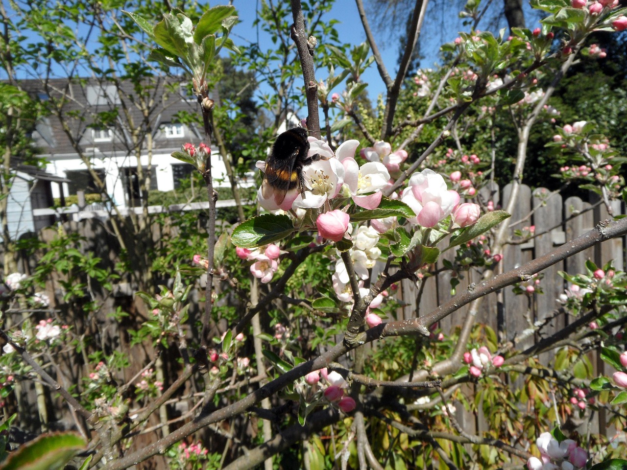 Apple Blossom Bumblebee Spring - Free photo on Pixabay - Pixabay