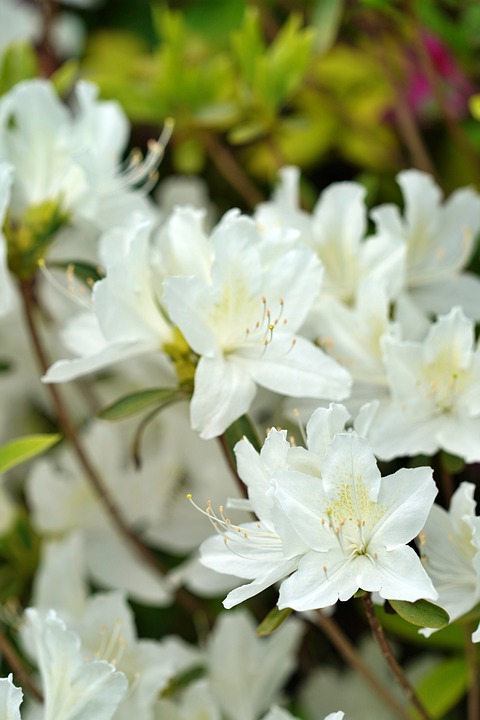 Azalea Bunga-Bunga Tanaman - Foto gratis di Pixabay - Pixabay