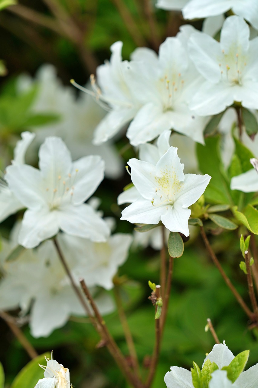 Azalea Flowers Plant - Free photo on Pixabay - Pixabay
