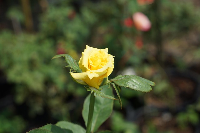 Gul Rose Blomster - Gratis foto på Pixabay - Pixabay