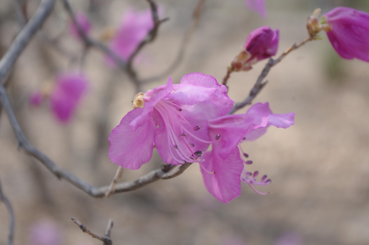 Fiori Di Primavera Fiore Magnolia - Foto gratis su Pixabay