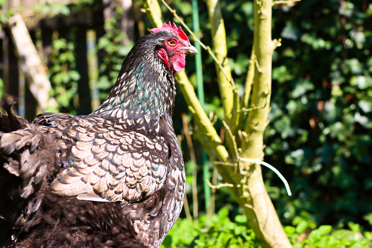 Poulet Poule La Volaille - Photo gratuite sur Pixabay - Pixabay