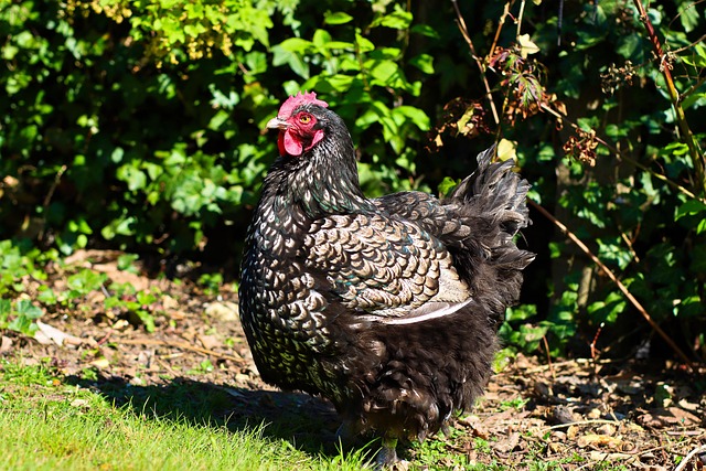 Poulet Poule La Volaille - Photo gratuite sur Pixabay - Pixabay