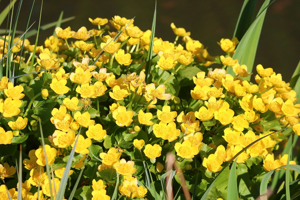 Marsh Marigold Flowers Plants - Free photo on Pixabay - Pixabay