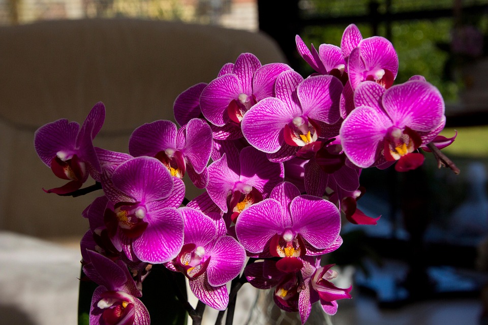 Orchidee Blume Pflanze - Kostenloses Foto auf Pixabay - Pixabay