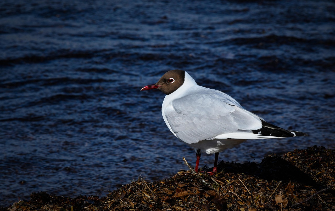 Black-Headed Gull Coast - Free photo on Pixabay - Pixabay