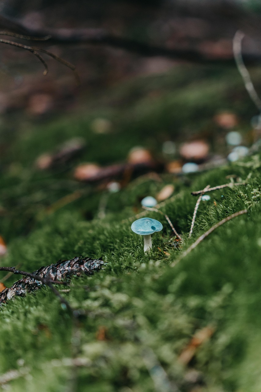 Alam Jamur Padang Rumput Lantai - Foto gratis di Pixabay - Pixabay