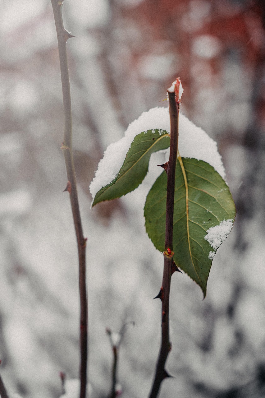 Winter Snow Plant - Free photo on Pixabay - Pixabay