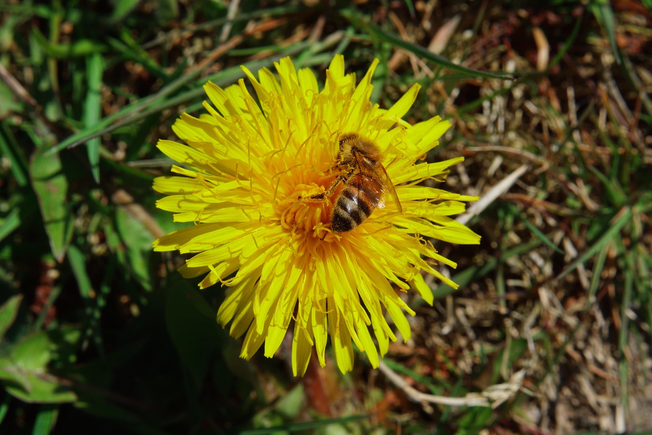 Bunga Kuning Lebah Serbuk Sari - Foto gratis di Pixabay - Pixabay