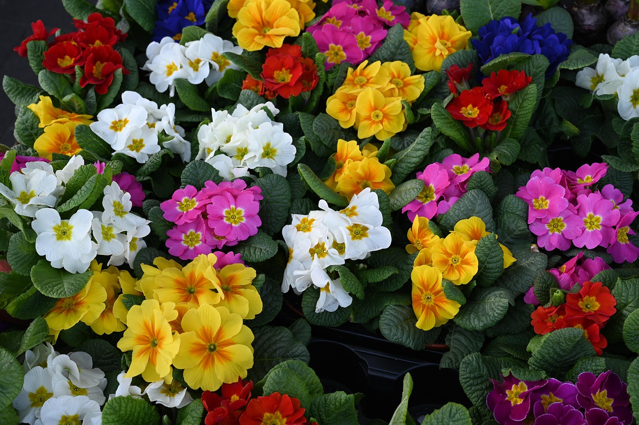 Nature Plants Flower - Free photo on Pixabay - Pixabay