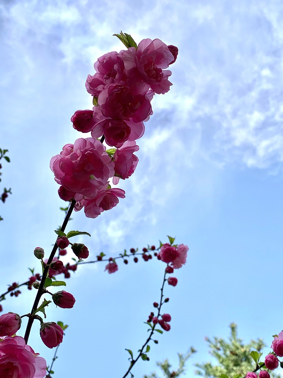 Flower Peach Plant - Free photo on Pixabay - Pixabay