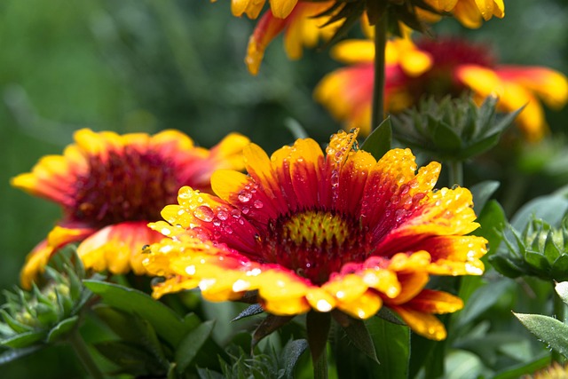 Selimut Bunga Merapatkan Bloom - Foto gratis di Pixabay - Pixabay